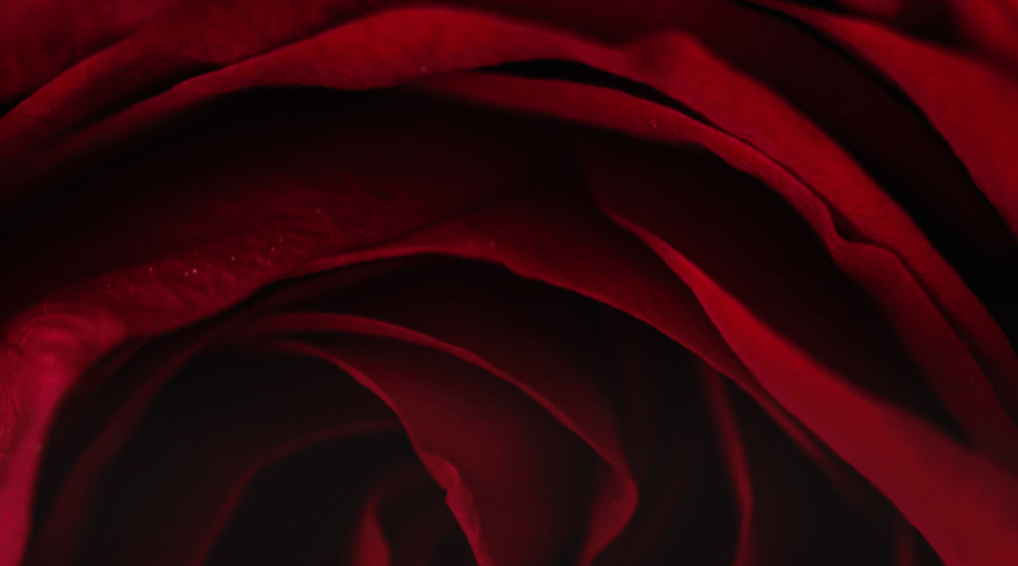 Valentine’s Day Gifts | Wine, Champagne & Spirits | Gifts for Her ...